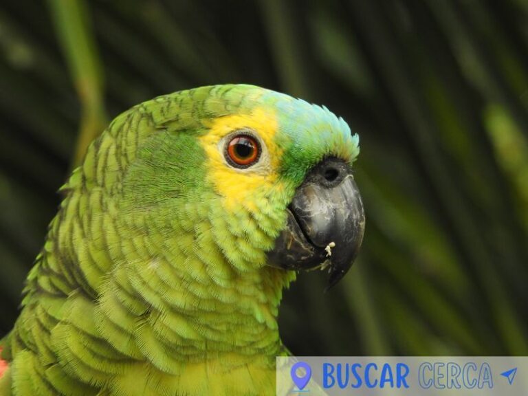 Loros parlantes: ¿cuáles son las razas y los precios?